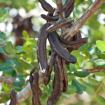 What is Locust Bean Gum: Properties, Food Applications, and Uses as a ...
