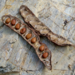 What is Locust Bean Gum: Properties, Food Applications, and Uses as a ...